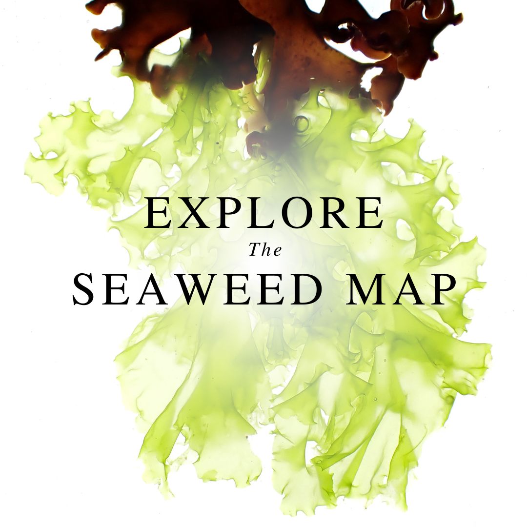 Seaweeds Of Maine