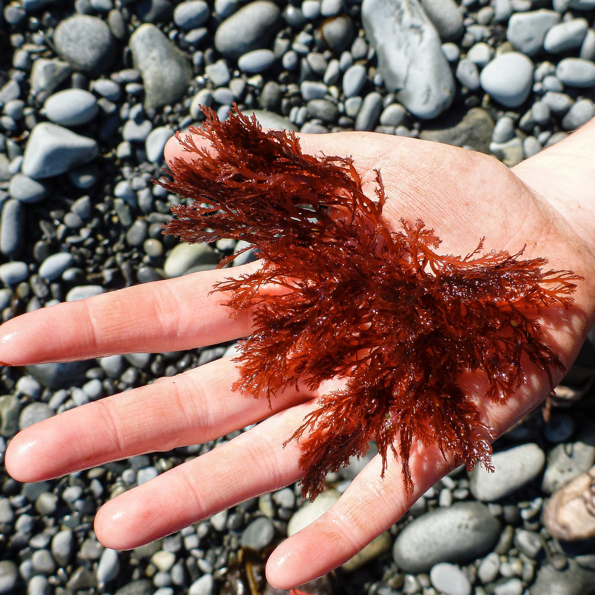 Seaweeds Of Maine