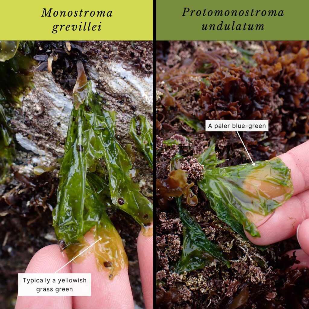 Monostroma Grevillei Vs. Protomonostroma Undulatum