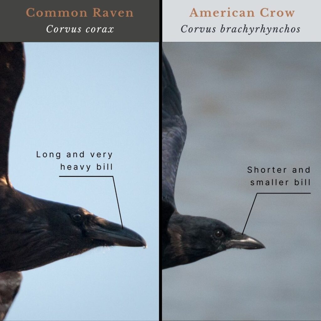 Common Raven Vs. American Crow