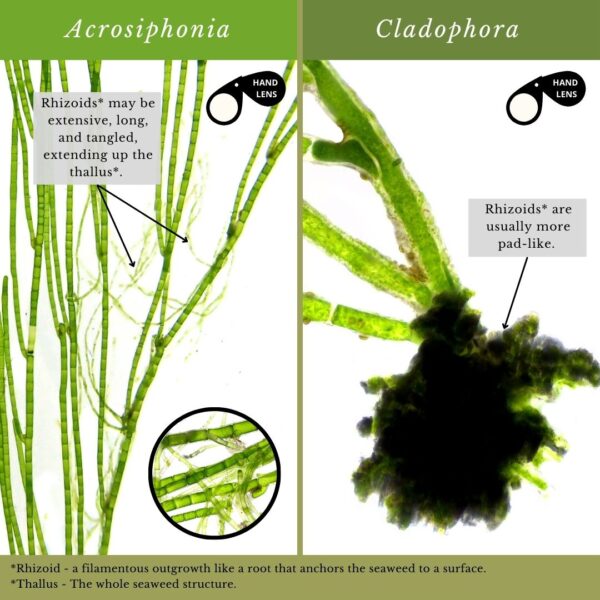 Acrosiphonia Genus Vs. Cladophora Genus | Infographic Guide To Seaweed ...