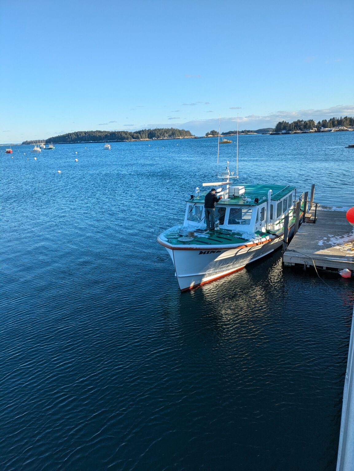 Surveying Harlequins On Isle Au Haut 2024-2025: A Photo/Video Essay
