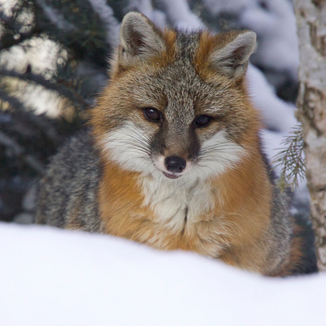 3/9/25: The Tree Fox