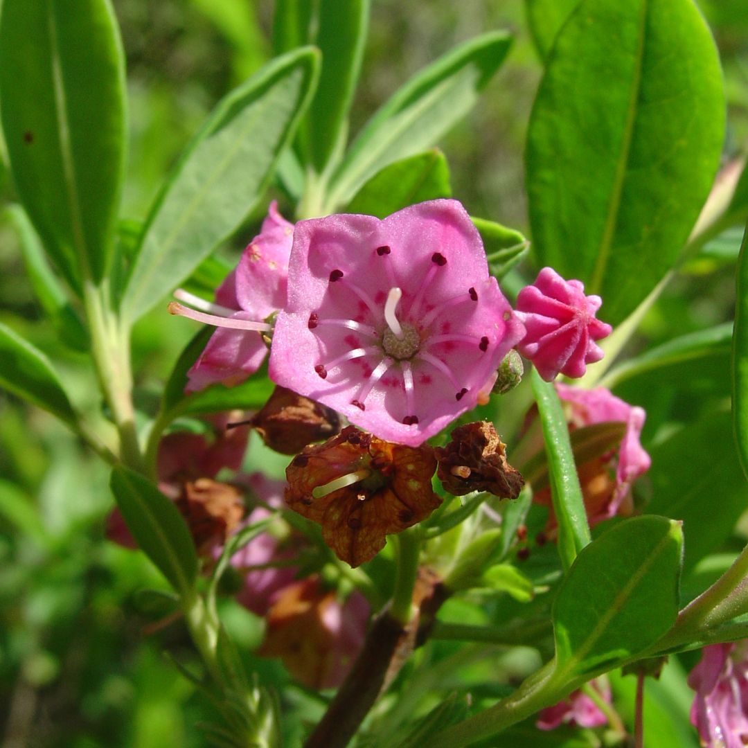 The Plants of Acadia National Park - Maine Natural History Observatory