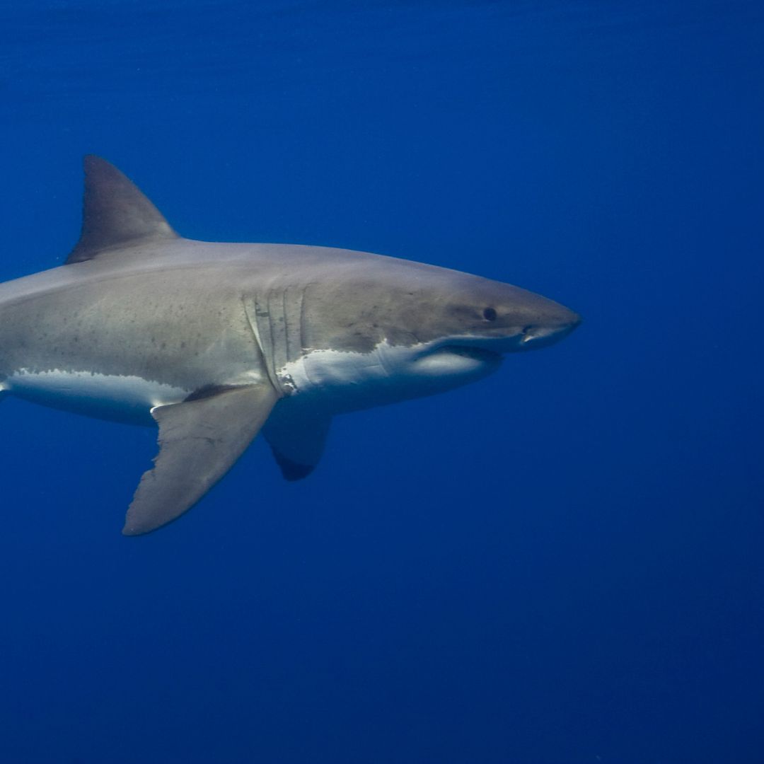 5/25/25: Shark Alley
