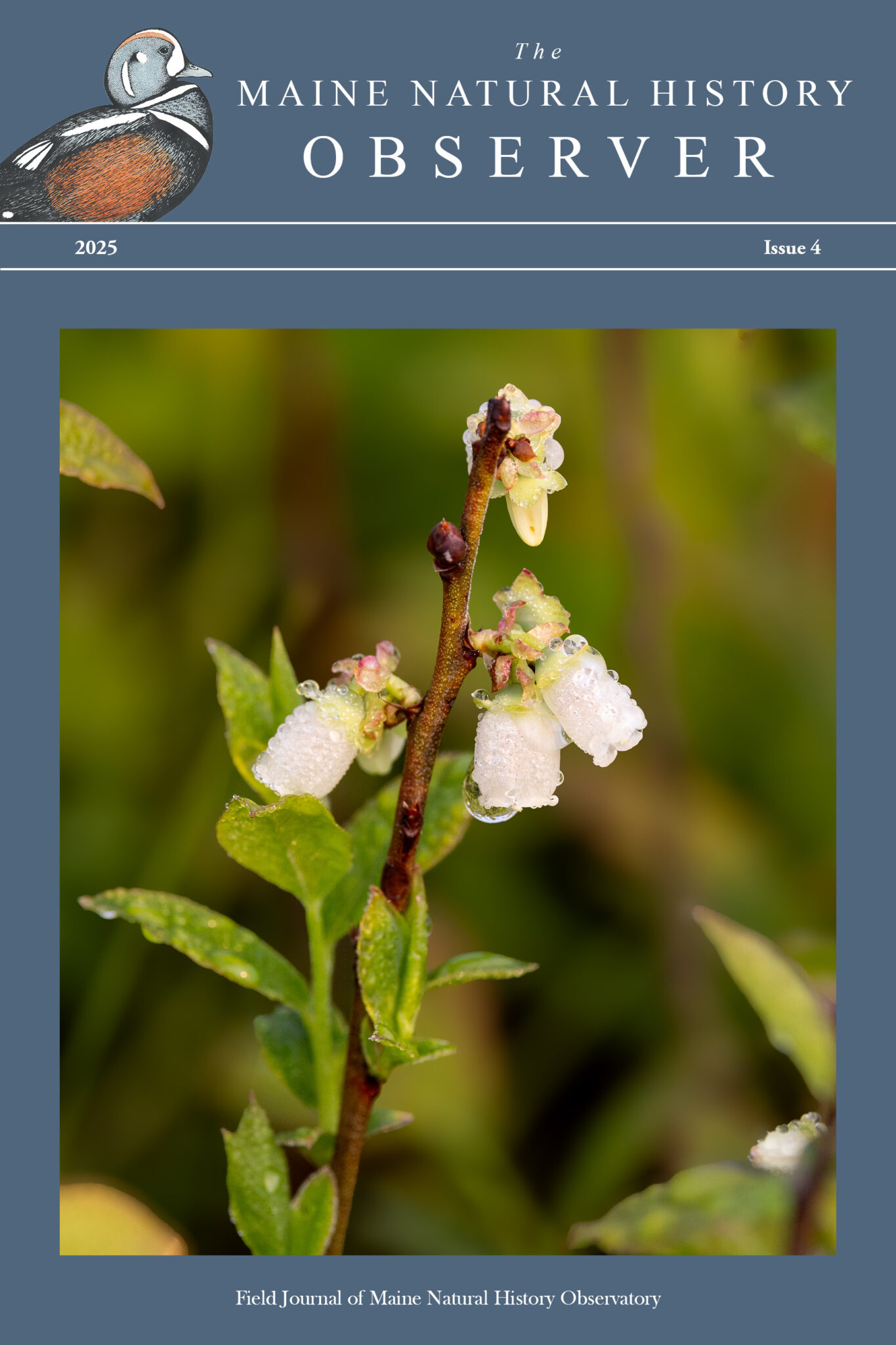 The Fall Issue of the Observer has been Published! - Maine Natural ...