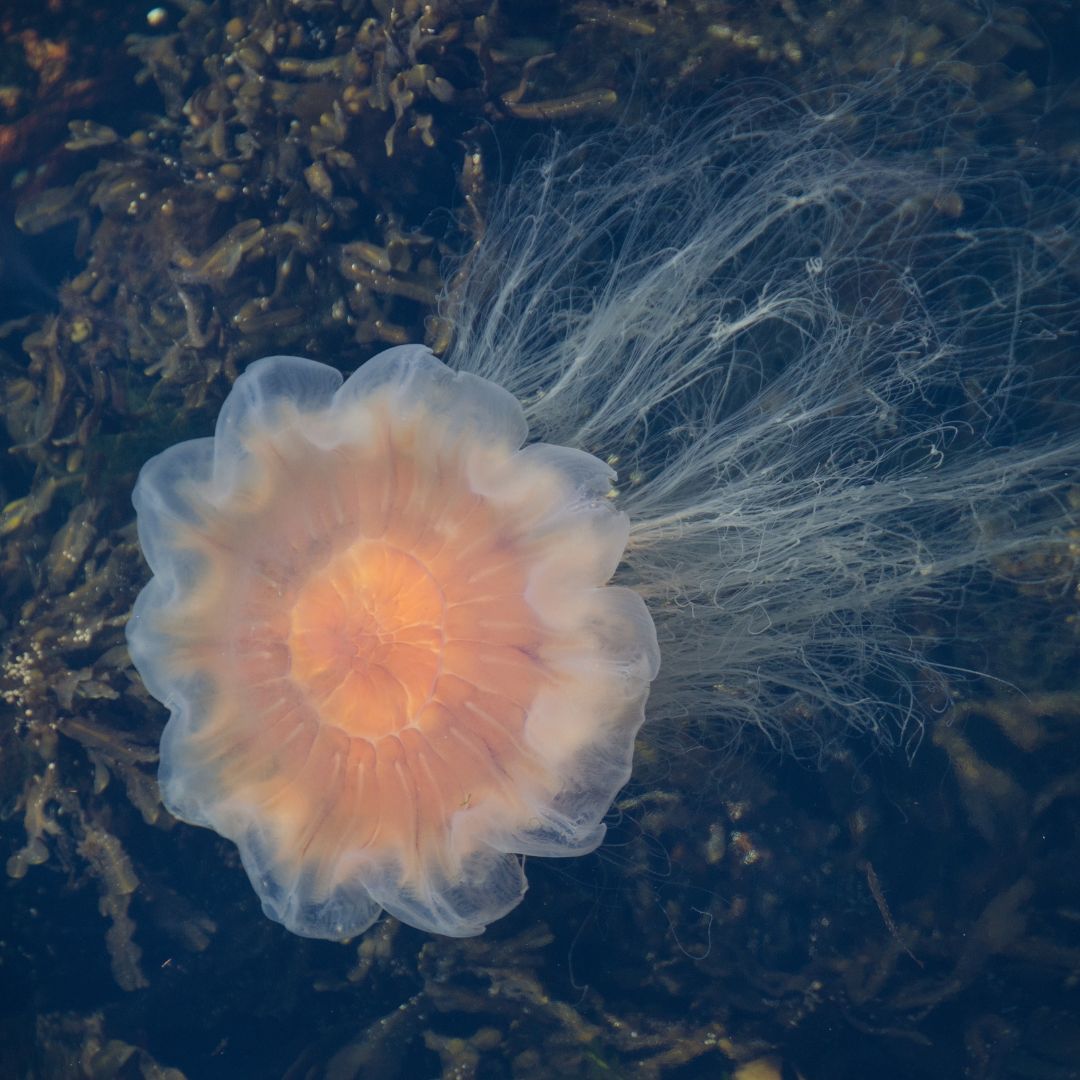 3/8/26: Lion's Mane Jellyfish Along The Maine Coast